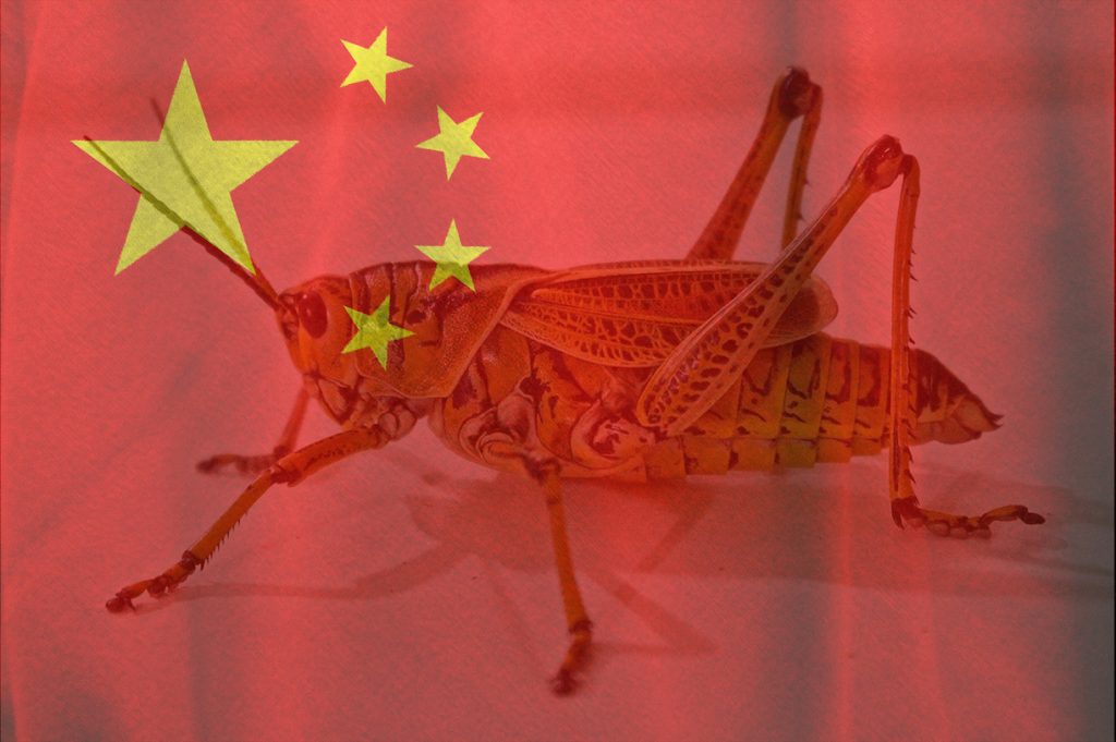 Locust, China | KEEP the FAITH